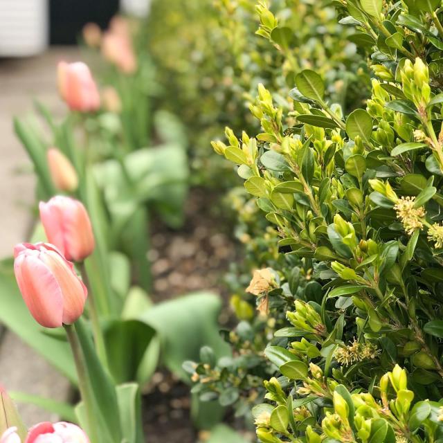 Gunnar Olivier Design | Michigan Design